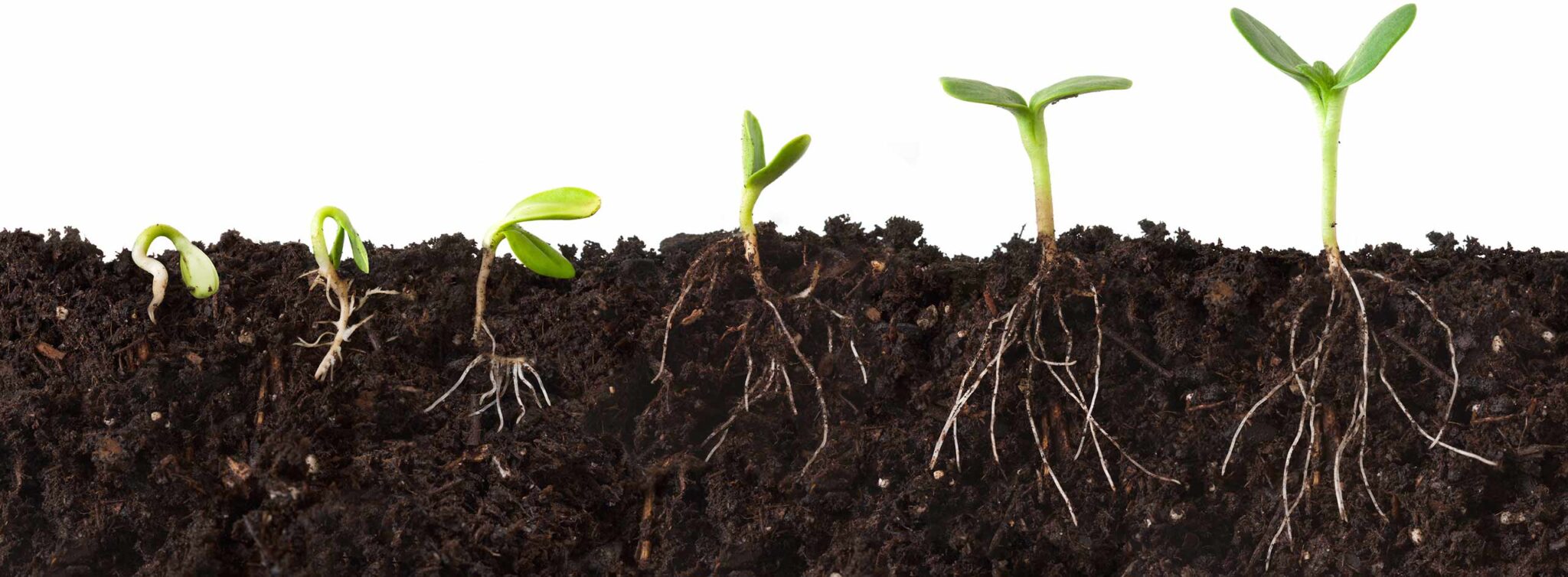 Digital Curriculum - Blended Learning | STEMscopes